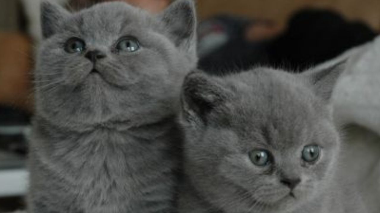 Como Cuidar de um Gato Filhote?