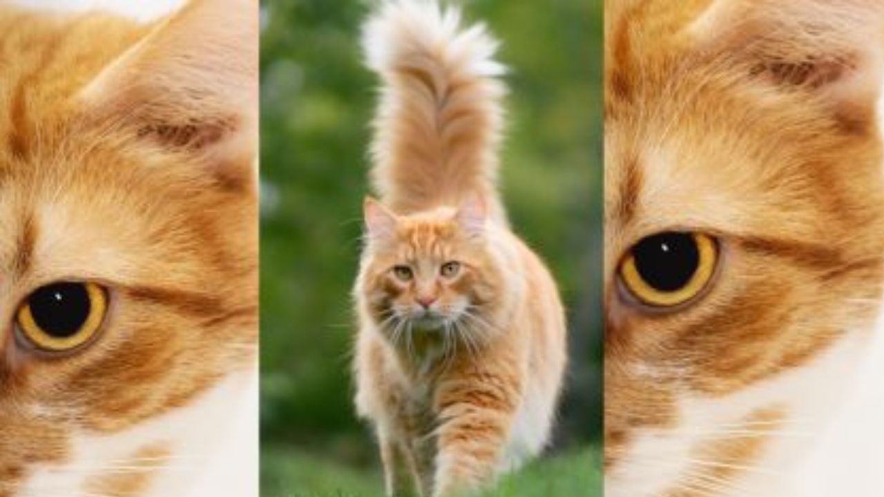 Como é a Personalidade do Gato?