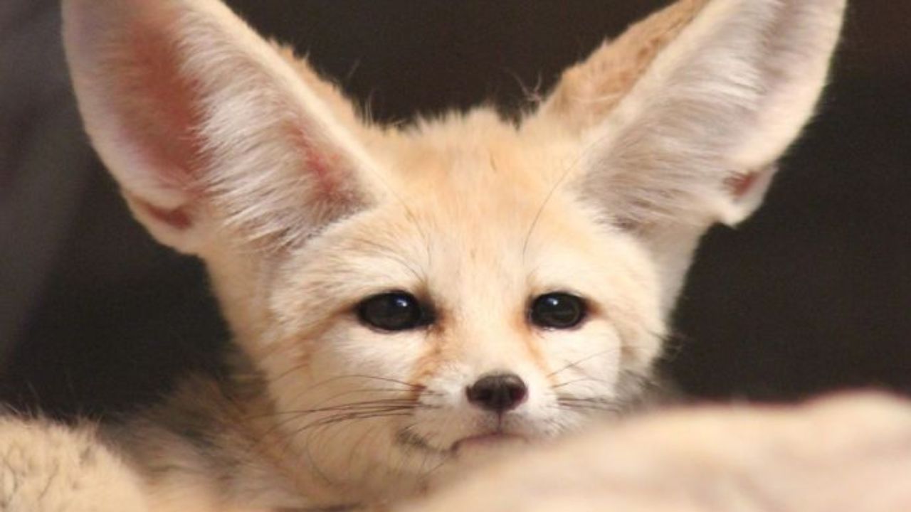 10 Curiosidades Sobre a Raposa Feneco