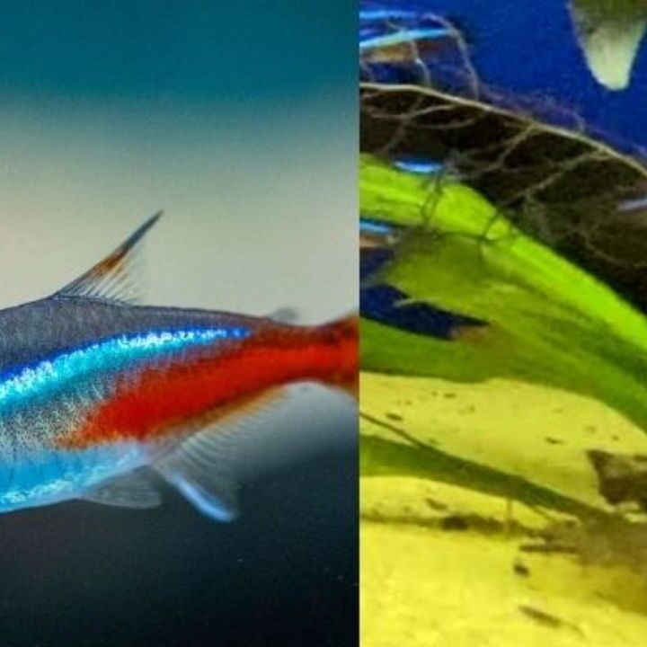 10 Curiosidades Sobre o Peixe Neon Tetra