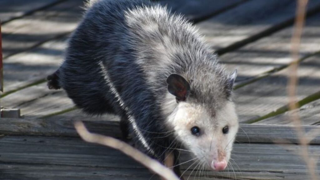 11 Curiosidades sobre o Gambá Domesticado