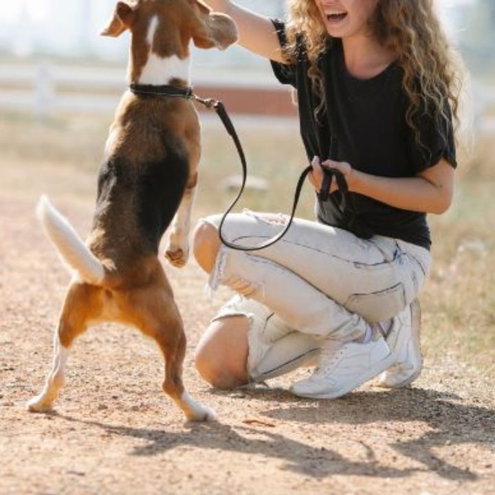 Cão Saudável e o Dono Feliz