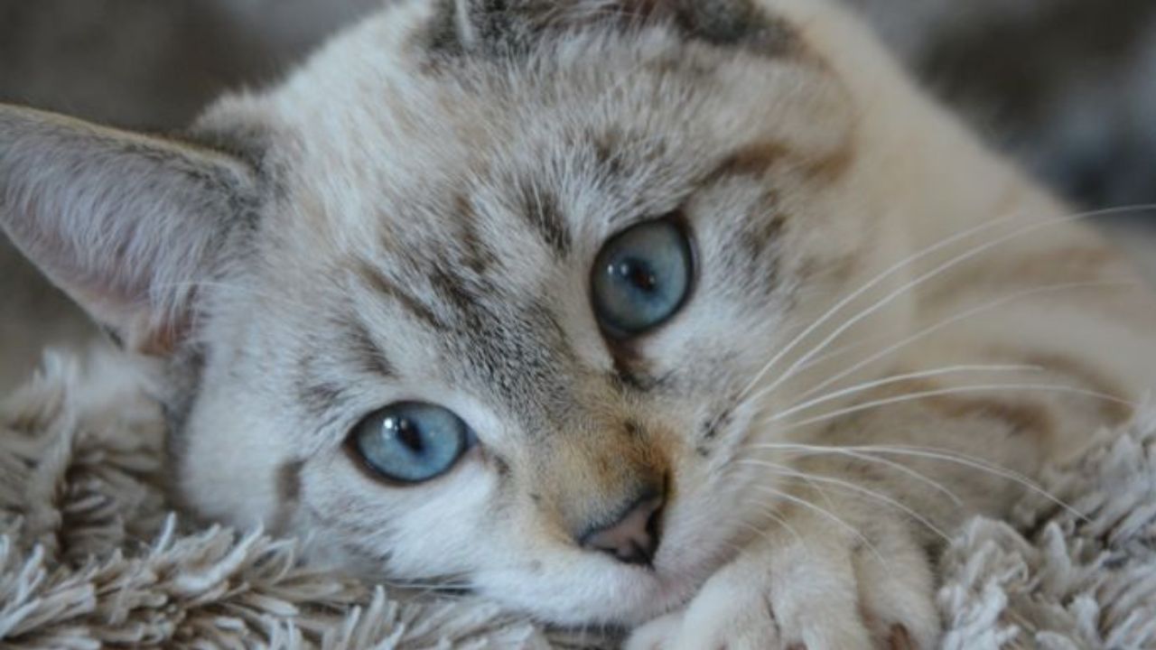 Como Cuidar de um Gato Filhote?