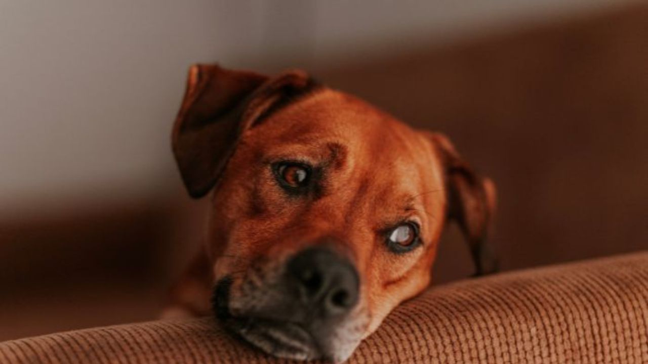 Como Cuidar do seu Cão?