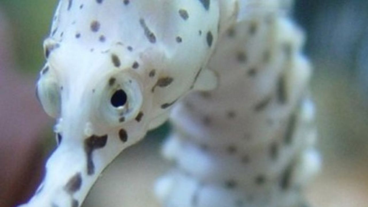 O Peixe-Cavalo-Marinho