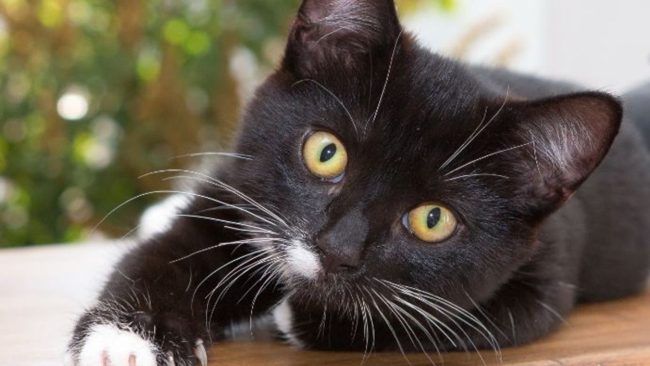 Por que os Gatos são Independentes?